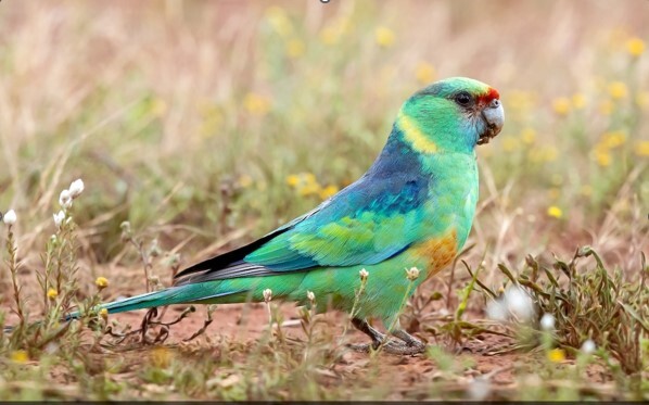 Barnard Parakeet (Barnardius zonarius) :: Pajaros Arnaiz for professionals
