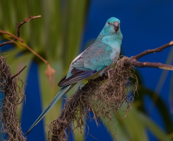 Red-rumped parrot Mutation Blue (Psephotus haematonotus) :: Pajaros ...