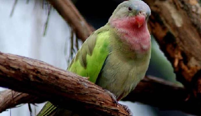Prinses van Wales-parkiet (Polytelis Alexandrae) :: Pajaros Arnaiz for ...
