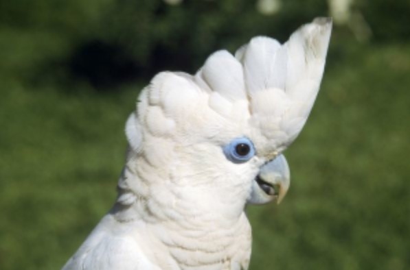 Cacatua Ducorpsii (Manos) :: Pajaros Arnaiz for professionals