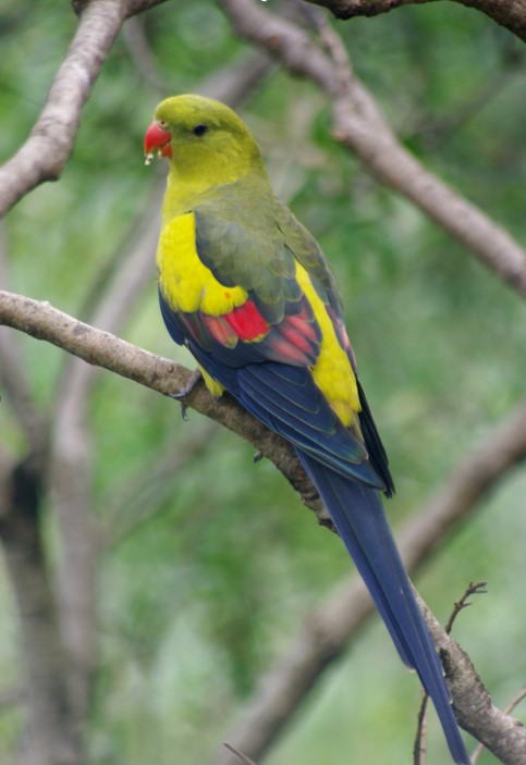 Regent parrot (Polytelis Anthopeplus) :: Pajaros Arnaiz for professionals